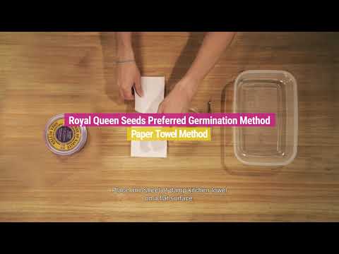 Germinating Paper Towel Method