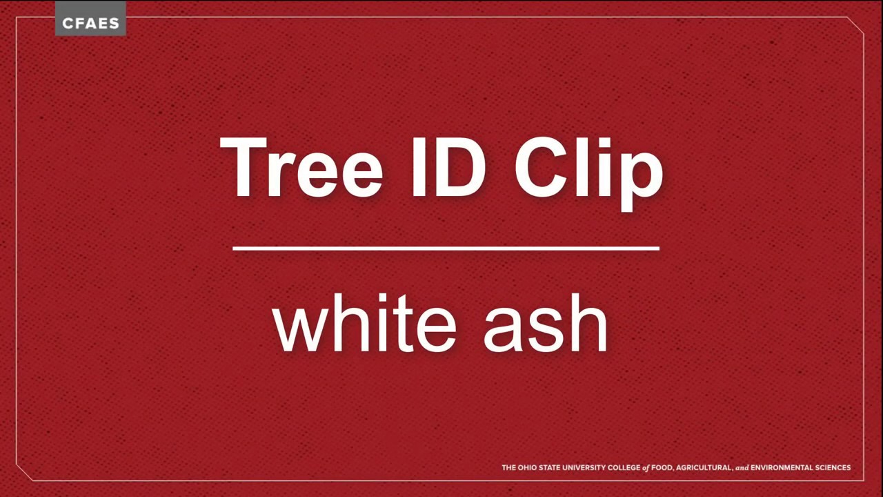 Tree ID Clip: white ash
