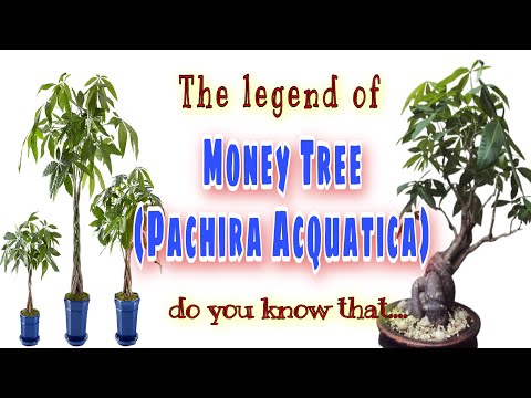 Money Tree (Pachira Aquatica)|Legend of the Money Tree|How?