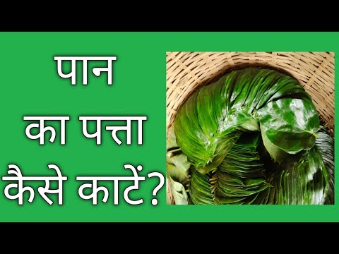 Calcutta Pan at Best Price in India