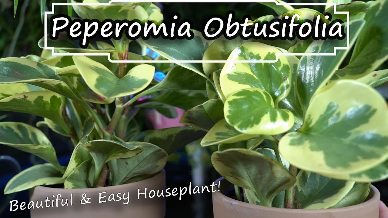 Peperomia Obtusifolia Care - Baby Rubber Plant  || Easy Houseplant! Non-Toxic Houseplant!