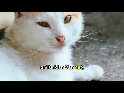 Ancient Allies: The Role of Animals in Turkish Culture and History #animal2024