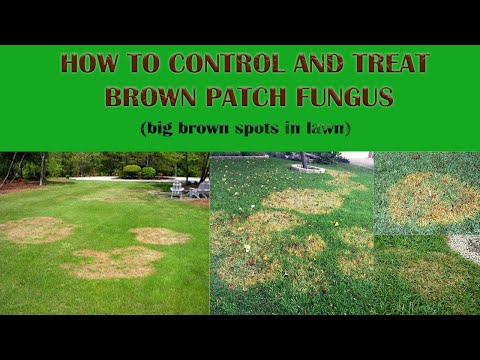 How To Control And Treat Fungus In St. Augustine Grass (Brown Patch/Large Patch Fungus)
