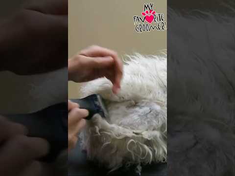 Oh gosh 😳this is horrible 😩for this #dog 😭#grooming #how #why #bebetter MYFAVORITEGROOMER.com