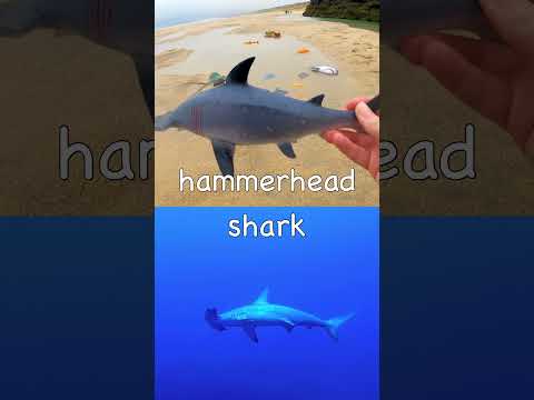 Learn Sea Animal Names at the Beach for Kids: Octopus Starfish Hammerhead Shark Eel Crab