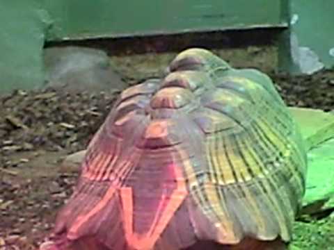 Miles's Zoo Safaris: Radiated Tortoises