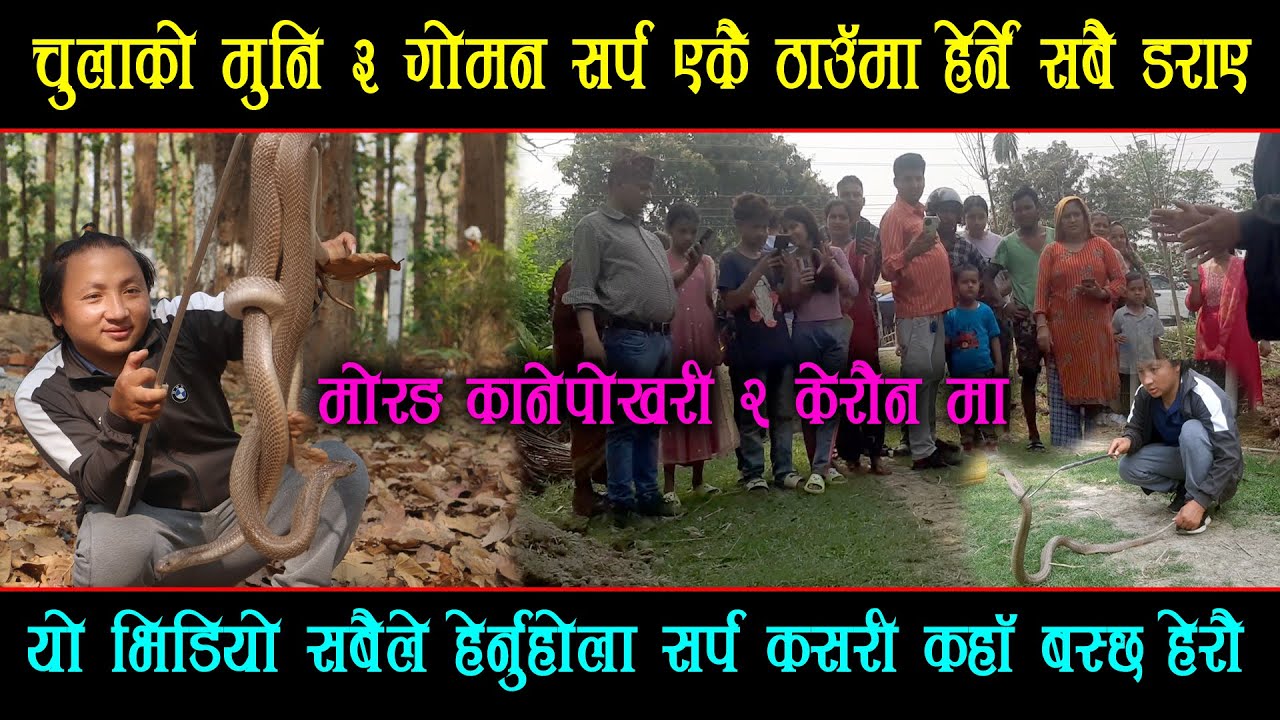 First Time 3 Spectacled Cobra Rescue Morang Kanepokhari 2 Keraun || Morang Snake Rescuer Dev Rai