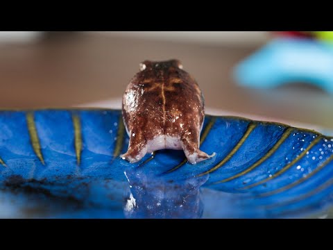 Irresistible Frogs – Lee Duigon