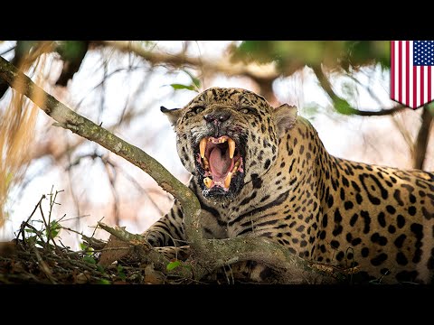 Jaguar escapes enclosure in zoo and kills six animals - TomoNews