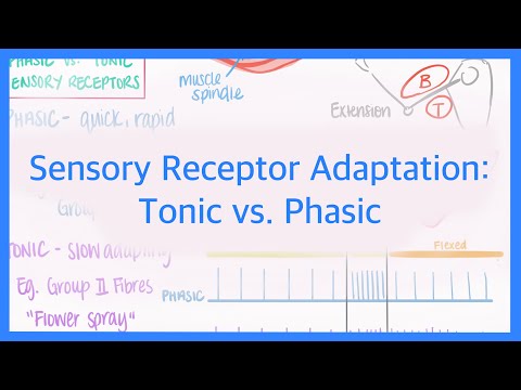 Sensory Receptor Adaptation: Tonic vs. Phasic Receptors