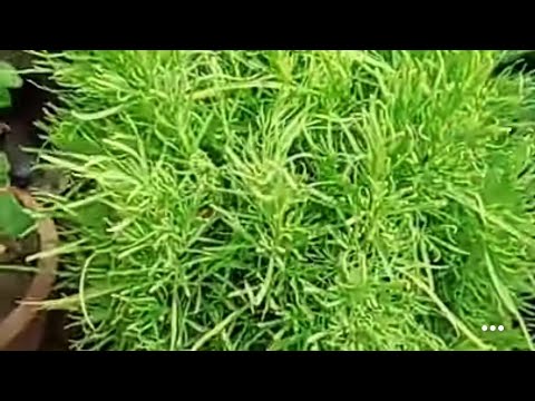 Bassia scoparia plant. outdoor plant| kochia plant | easy to grow| make garden beautiful and green