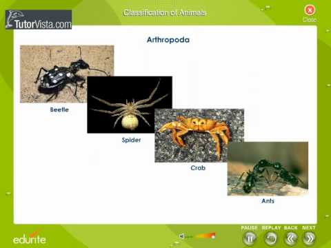Classifications of Animals