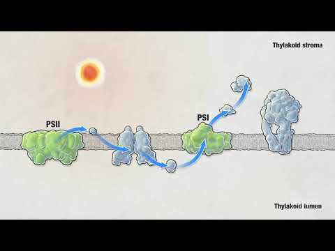 Photosynthesis | HHMI BioInteractive Video