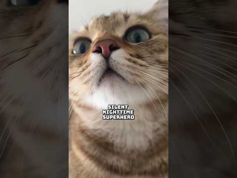 The Amazing Night Vision of Cats! #facts #animallife #animals #wildlife