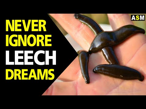 What does Leech dream meaning | Dreaming of Leech | Leech dream interpretation