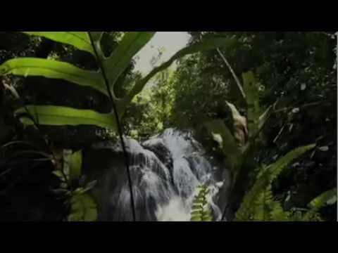 Burning Season - trailer