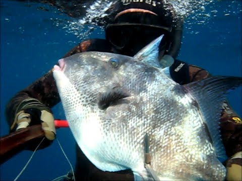 Pesce Porco (Pig Fish) | Byssus Threads