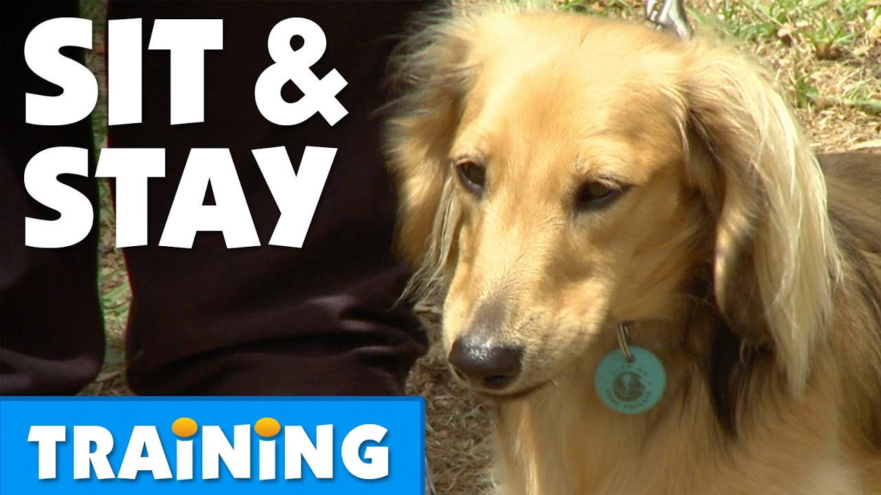 Train Your Dog To Sit & Stay | Bondi Vet