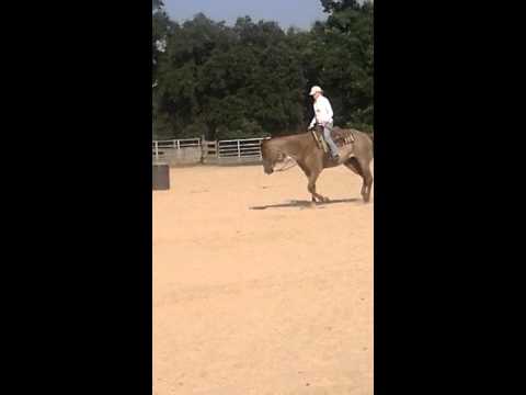 English in a Western Saddle
