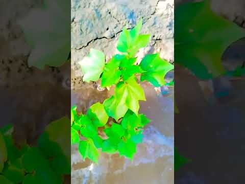 Awanforming #blogger #farming #villagelife #1000subscriber #1million 1#1millionviews