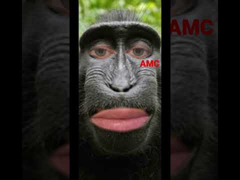 APE GRACE #ape #finance #amc