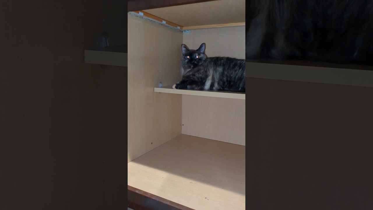 Cabinet opinions #cat #katze #gato #siamese #tortoiseshellcat