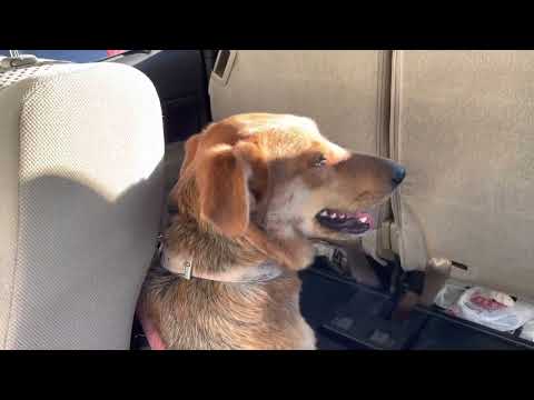 Autoimmune Hemolytic Anemia: My Dog Is Sick.