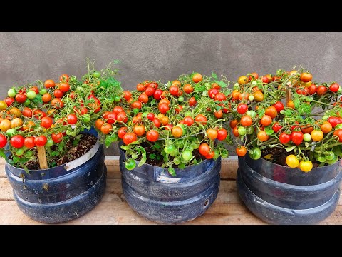 I wish I knew this sooner, Growing cherry tomatoes at home, lots of fruit and easy to grow