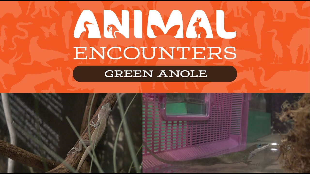 Animal Encounters: Green Anole