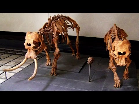 Practical Importance of Human Evolution - Population Genetics - Genetic Drift