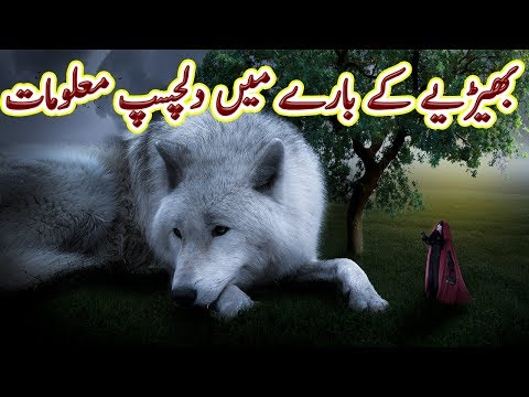 Wolf, The Unsung warrior, Full information | Urdu Documentary | Factical | Science and Technology