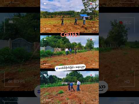 NAYON FARMLAND SOLUTIONS "09- 685 605 836, 09- 421 480948#coffee #avocado #pyinoolwin #myanmar