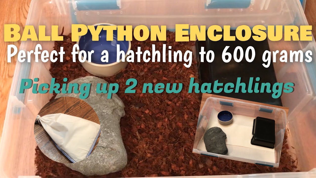 Ball Python Enclosure Setup || Adding 2 Baby Ball Pythons