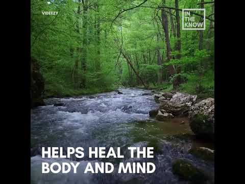 Forest ‘bathing’ could be the key to improving mental health