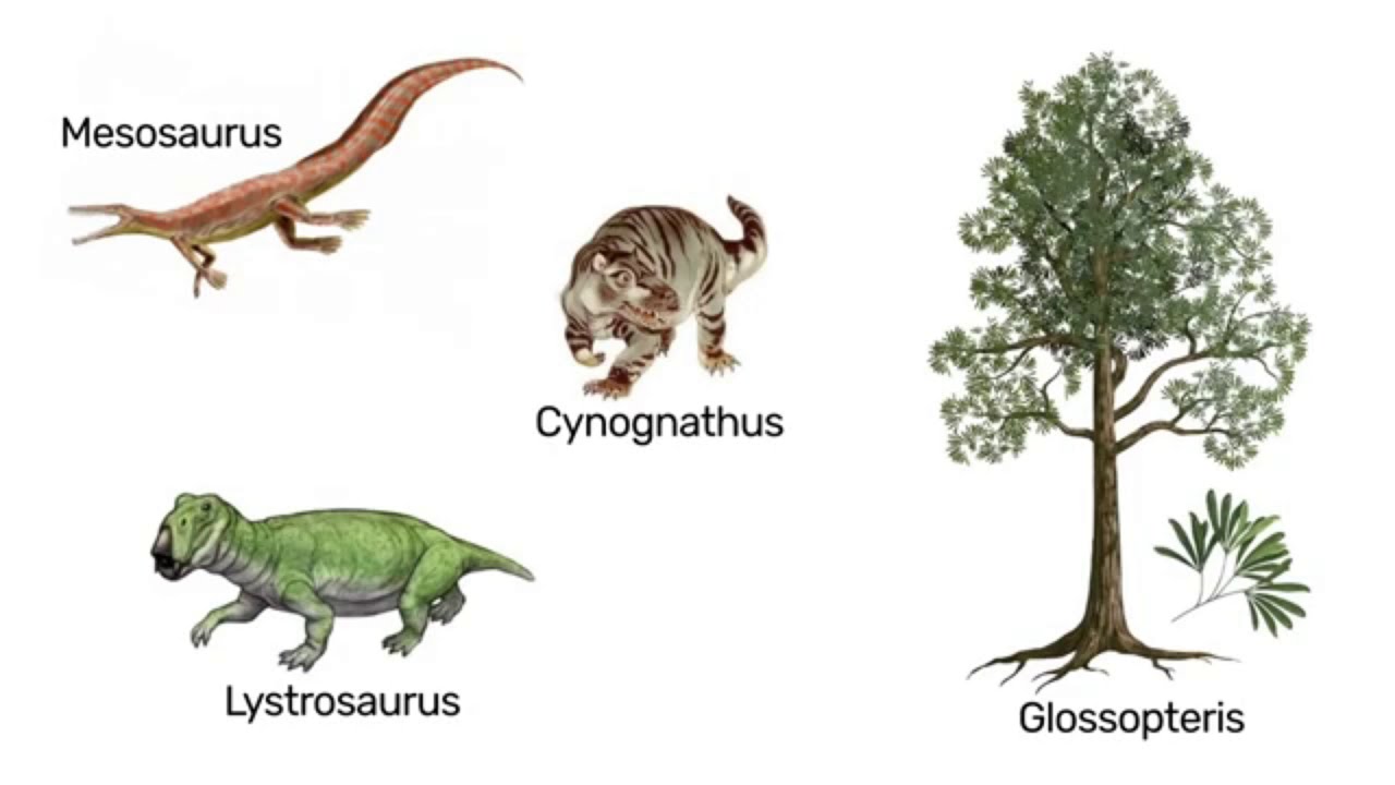 THE CONTINENTAL DRIFT THEORY EVIDENCES AND EXAMPLES