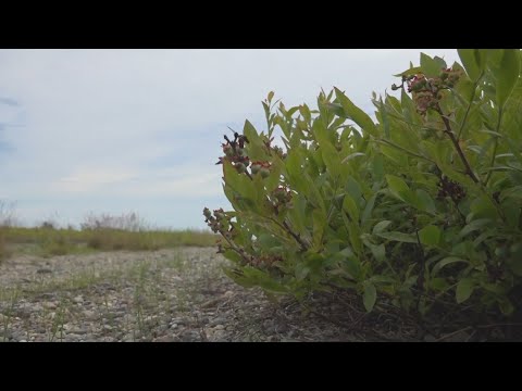 Innovations aim to keep Maine’s wild blueberry industry the strongest in the world