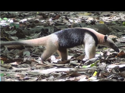 The Strange Tamandua Anteater in Costa Rica