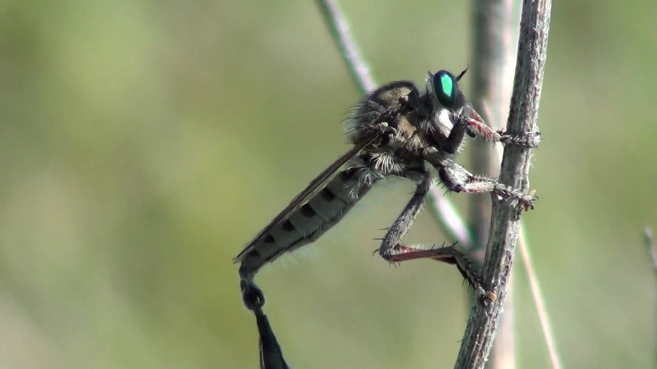 Giant Robber Fly (Asilidae: Promachus vertebratus) Mating