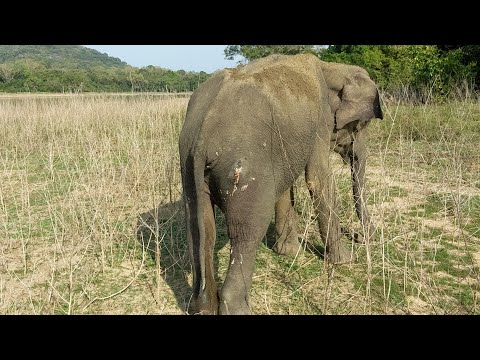 Tears of joy! Saving a gentle giant by draining a pus filled abscess & Removing bullet fragments