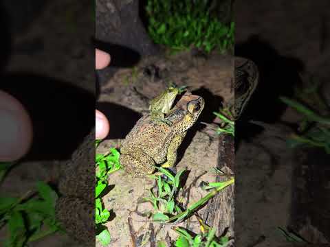 catching and touching frogs funny fast | best funny funny videos | jumping frogs funny