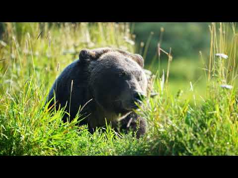 Anchorage to Seward Bus Transfer with Wildlife Tour - Anchorage, Alaska