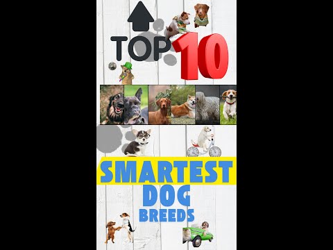 The SMARTEST Dogs Ranked! π§ πΆ #SmartDogs #DogIQ #topdogbreeds #DogLovers #bordercollie #dogtraining