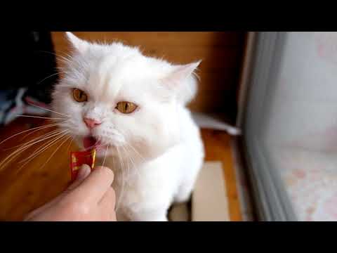 Walmart Pet Medications