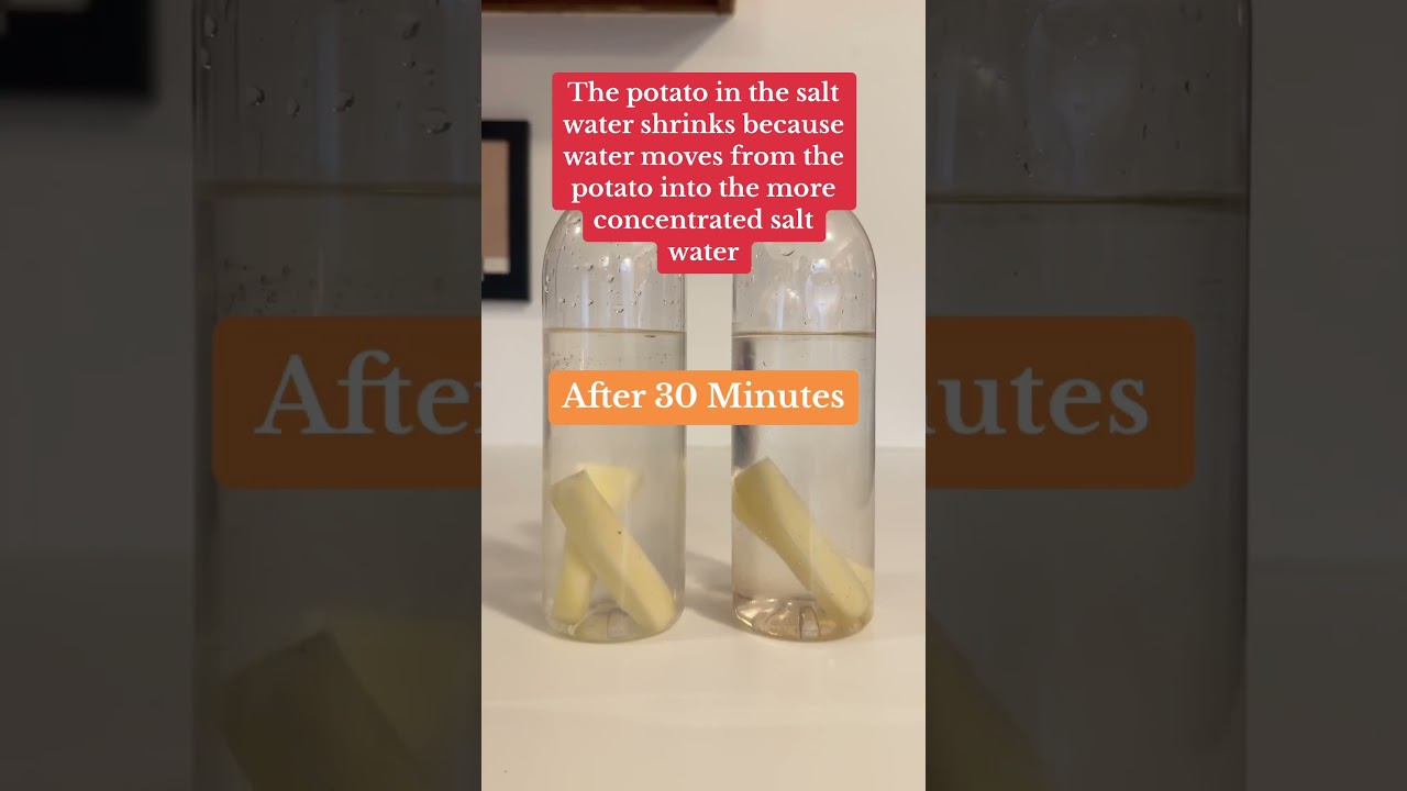 The Potato Osmosis Experiment! 🥔#Science #STEM #ScienceExperiments #Osmosis #Shorts