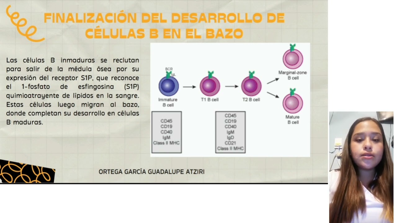 Capítulo 9: Desarrollo de células B