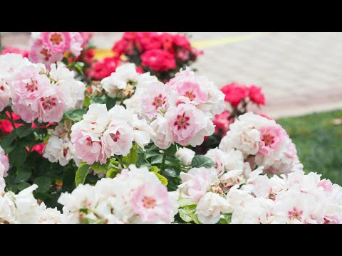City of Madrid International new rose competition - 20/05/2022