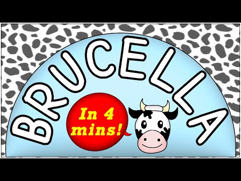 Brucella (Brucellosis / Malta fever): All you need to know