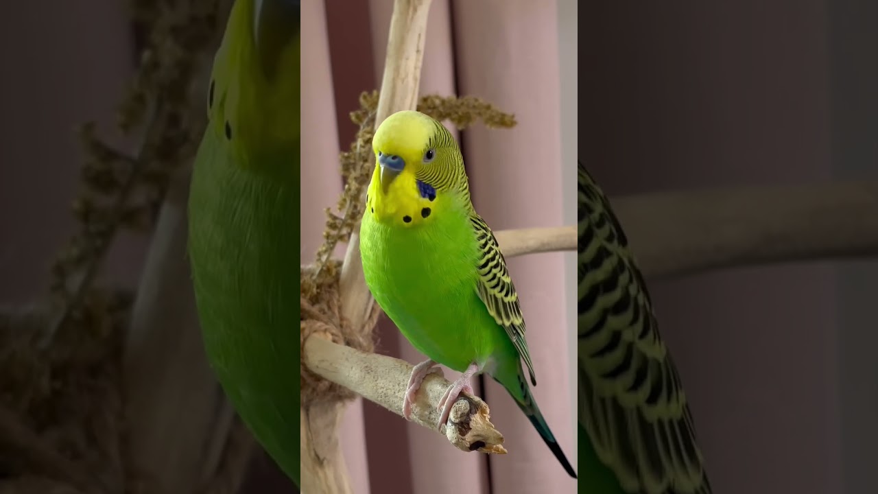 Budgies chirping across the room 😆🥰💚💛 #budgies #parakeet #budgiesounds
