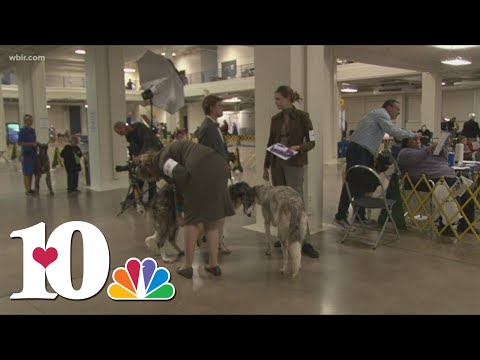 Dogs of all breeds were in attendance for the annual dog show at Chilhowee park!