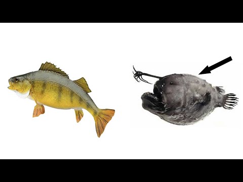 American Sign Language ASL Video Dictionary - alien